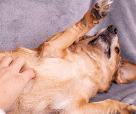 Gastric Dilatation Volvulus Radiokop Animal Clinic