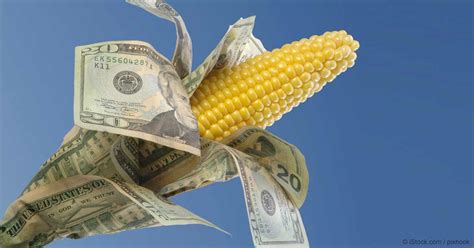 King Corn The Crop That Drives Our Fast Food Nation