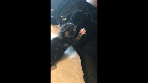 How The Surro Kitty® Works Youtube