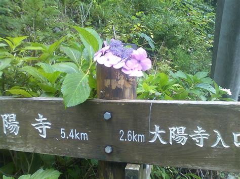 あじさい 秩父源流水ブログ 「奥秩父山系から湧き出る自然の恵みを直送でお届けします。」