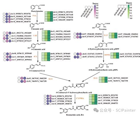 如何绘制“热图 分子式”组合通路图？ 工具 进行 调整