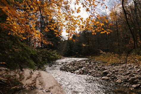 Do Trees Grow Towards The Sun