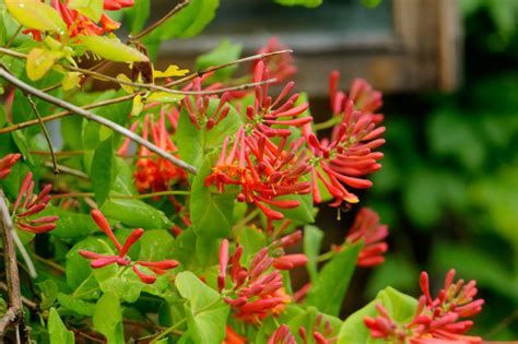 Choosing And Growing Non Invasive Honeysuckle Vines