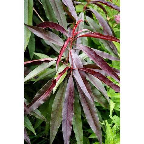 Bonfire Dwarf Peach Tree