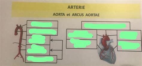 Arterie Diagram Quizlet