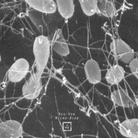 Nitrospirae Alchetron The Free Social Encyclopedia