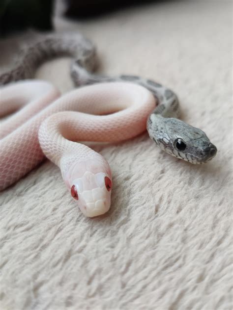 Infinite Ouroboros R Inscryption