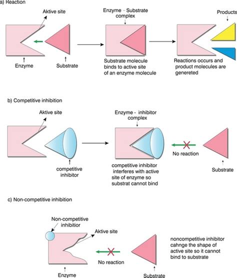 Enzyme Inhibition Types Of Inhibition Allosteric Types Of Enzyme