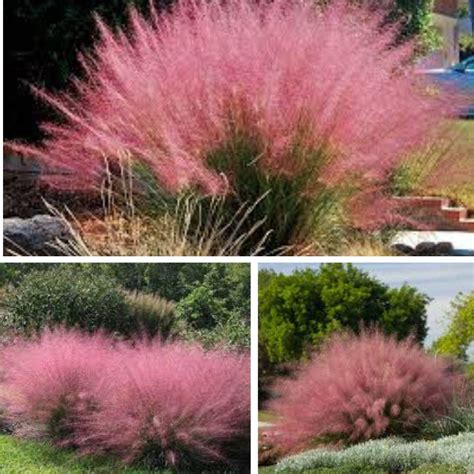 Pink Muhly Grass Muhlenbergia Capillaris Beautiful Live Plants