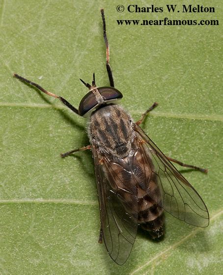 Tabanid Tabanus Bugguidenet