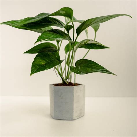 斑葉拎樹藤泥作系列福所栽 福所栽 Alfred House植栽 盆栽人氣榜 Pinkoi