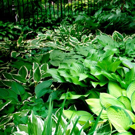 The Enchanting World Of Hostas Ship My Plants
