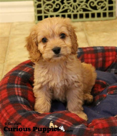 Cockapoo Puppies For Sale Curious Puppies