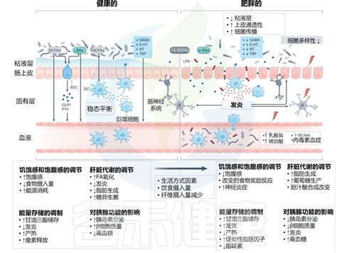 肥胖与代谢综合征，膳食纤维干预的相关进展 谷禾健康