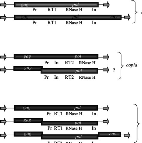 Structural Organisation Of Ltr Retrotransposons Of D Melanogaster Rt