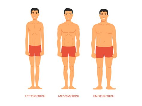 Ectomorph Body Type Explaineddescription Characteristics Hot Sex Picture