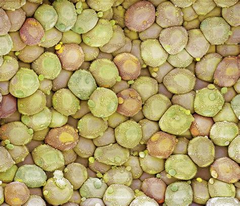 Rust Fungus Infection SEM Stock Image F Science Photo