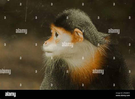 Red Shanked Douc Langur Is Turning His Gaze Red Shanked Douc Langu Has