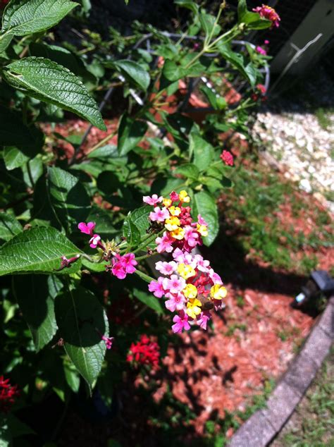 Lantana Wonderful Florida Sun Plant Lantana Plant Sun Plants