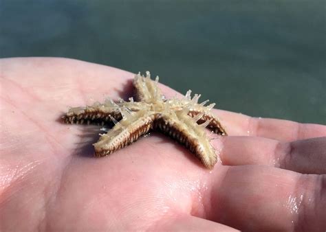 Fab Photos Friday Starfish Creature Feature Travels With Tam