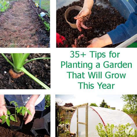 35 Tips For Planting A Garden That Will Grow This Year Easy Gardening Tips HowDoesShe
