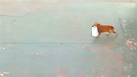 Vídeo cachorro caramelo furta sacola espetinhos de carne no RS