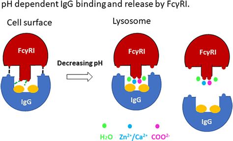 Frontiers Fcγri Fg Loop Functions As A Ph Sensitive Switch For Igg