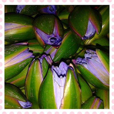 新鲜蓝莲花鲜花粉莲花黄莲花做纯露精油花茶原料单位1斤3斤起拍 虎窝淘
