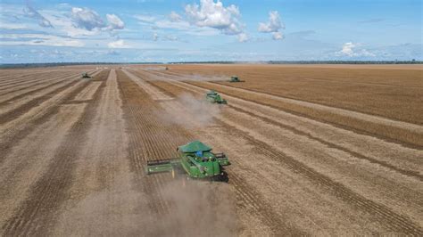 Sunflower Oil Vs Soybean Oil Difference And Comparison Prep My Career