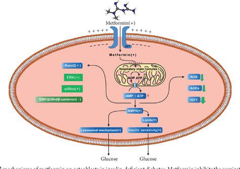 figure 1 from role of metformin on osteoblast differentiation in type 2