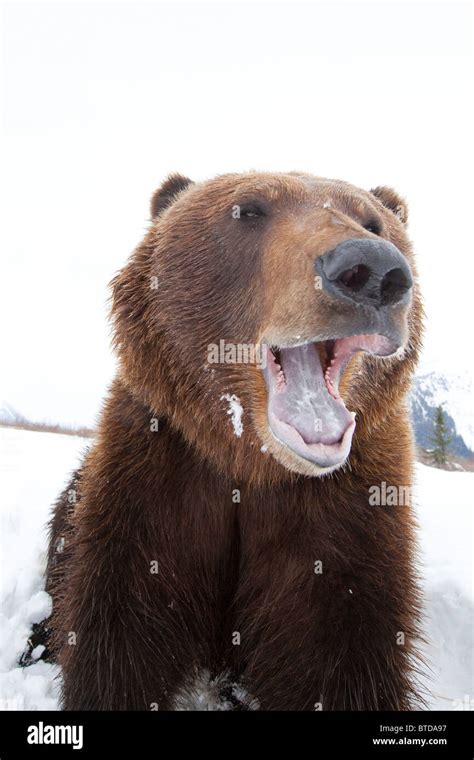 Close Up Of An Adult Brown Bear At The Alaska Wildlife Conservation