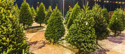 Murphy S Christmas Tree Lot Pumpkin Patch San Antonio TX