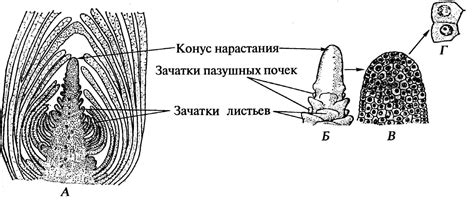 Меристема растений - 71 фото