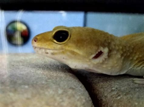 夏の終わりとみのる 302号室のヘビとトカゲとヤモリたち
