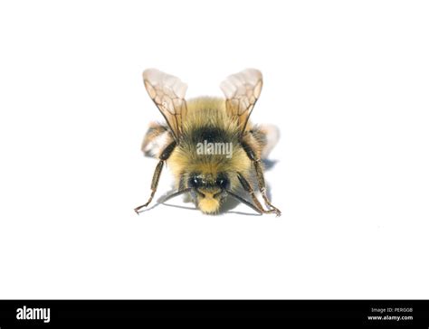 Cute Fuzzy Bee