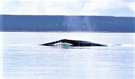 La Ballena Gris Deja Zona De Peligro De Extinción Recupera Población