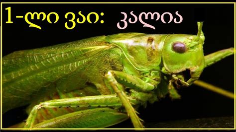 10 30 1 ლი ვაი კალია იეჰოვას მოწმეები Youtube