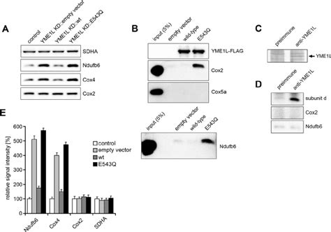 Ndufb6 Cox4 And Cox2 Are Proteolytic Substrates Of Human Yme1l A