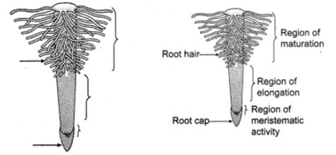 Draw A Labelled Diagram For The Root Tip With Root Hairs