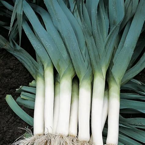 Allium Porrum Leek Hollandbiodiversity