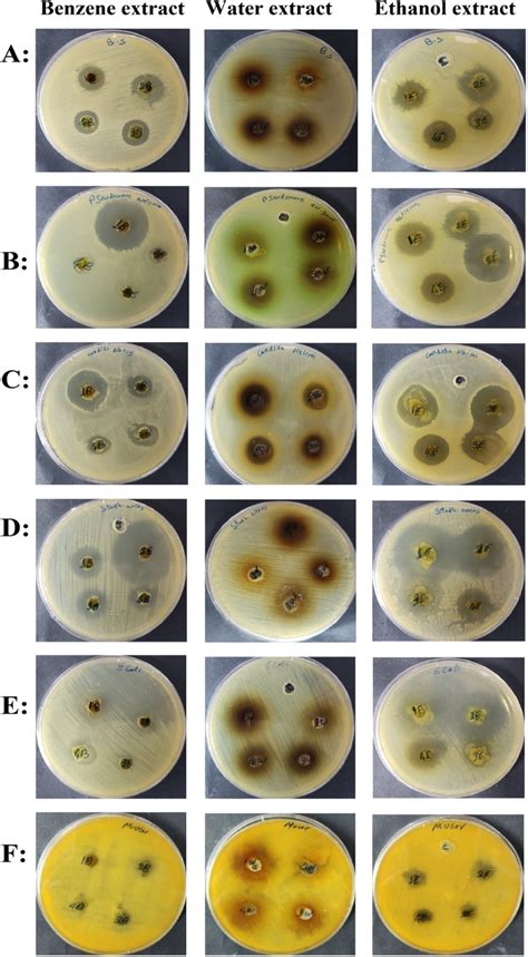 Inhibition Zones Of Antimicrobial Activities Of Different Extracts Of