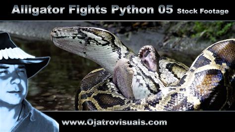 alligator fights python 05 stock footage youtube