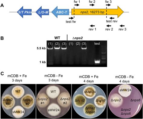 Deletion Of Nps2 And Nps6 In A Alternata A Analysis Of The Nps2 Download Scientific Diagram