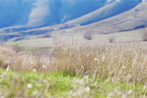 Landscape With The First Green Grass Stock Image Image Of Bright