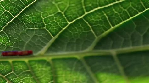 Video Barine Sambaris On Linkedin Sora