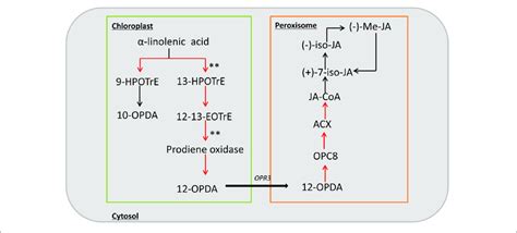 Schematic Diagram Of The Jasmonic Acid Biosynthesis Pathway Red