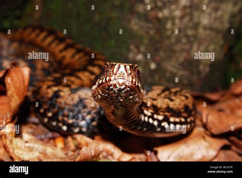 Poisonous Adder Hi Res Stock Photography And Images Alamy