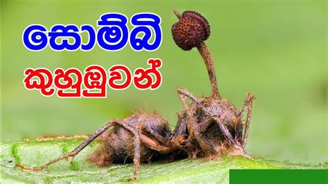 කූඹියෝ සොම්බි කරන භයානක දිලීරයක් Youtube