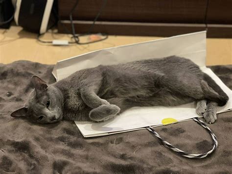 「俺のほうが立場がちょっと弱い」 パンサー菅の愛猫との“絶妙な距離感” ――2021年best5 写真 1枚目