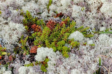 Arctic Tundra Lichen Moss Close Up Cladonia Ranerina Also Known As